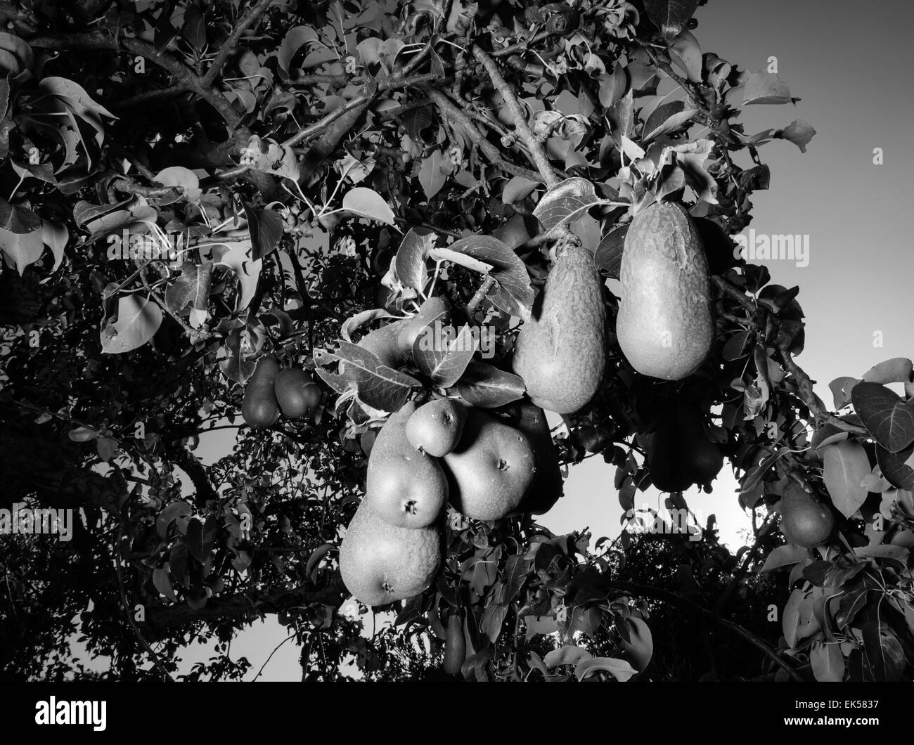 Pear tree branch ripe Black and White Stock Photos & Images - Alamy