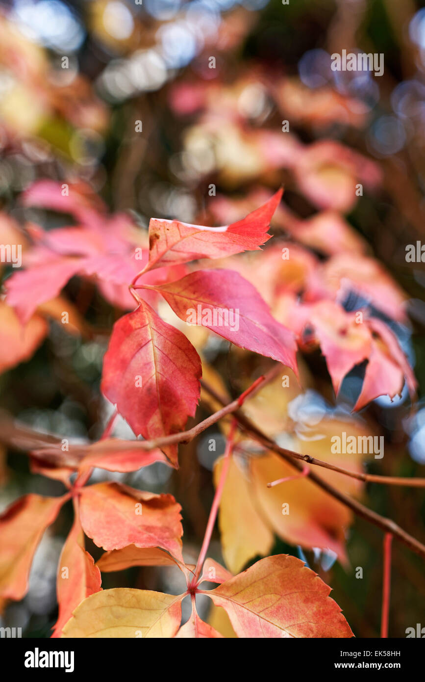 Fox grape plants hi-res stock photography and images - Alamy