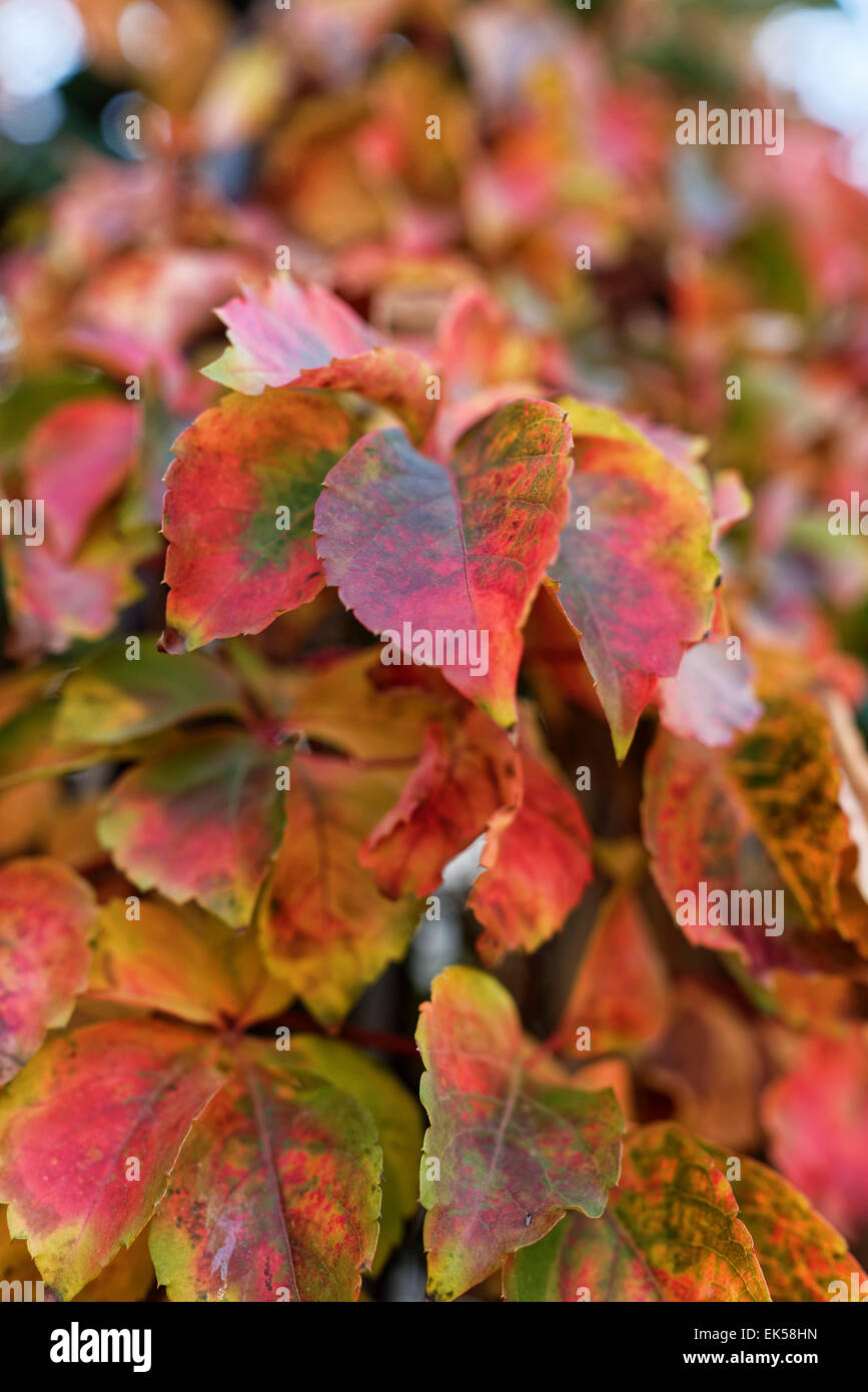 Italy, countryside, autumn, fox grape leaves Stock Photo - Alamy