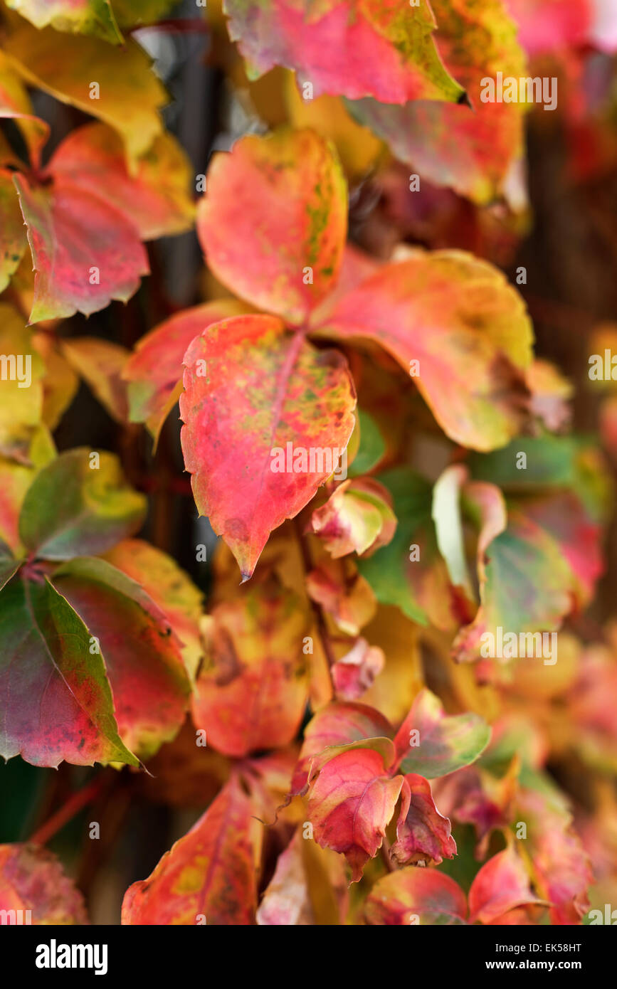 Fox grape plants hi-res stock photography and images - Alamy