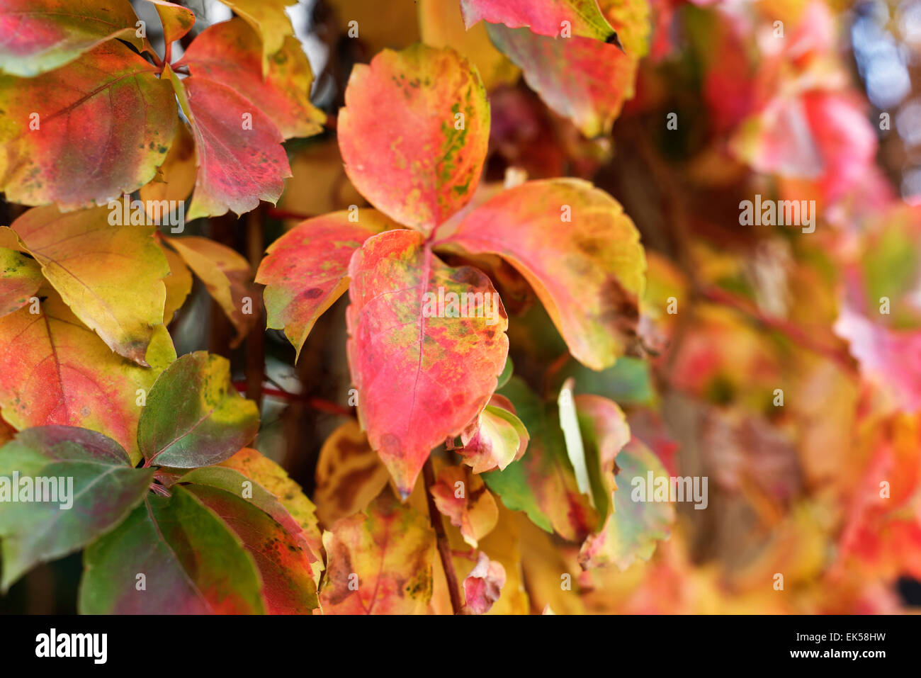 Fox grape plants hi-res stock photography and images - Alamy