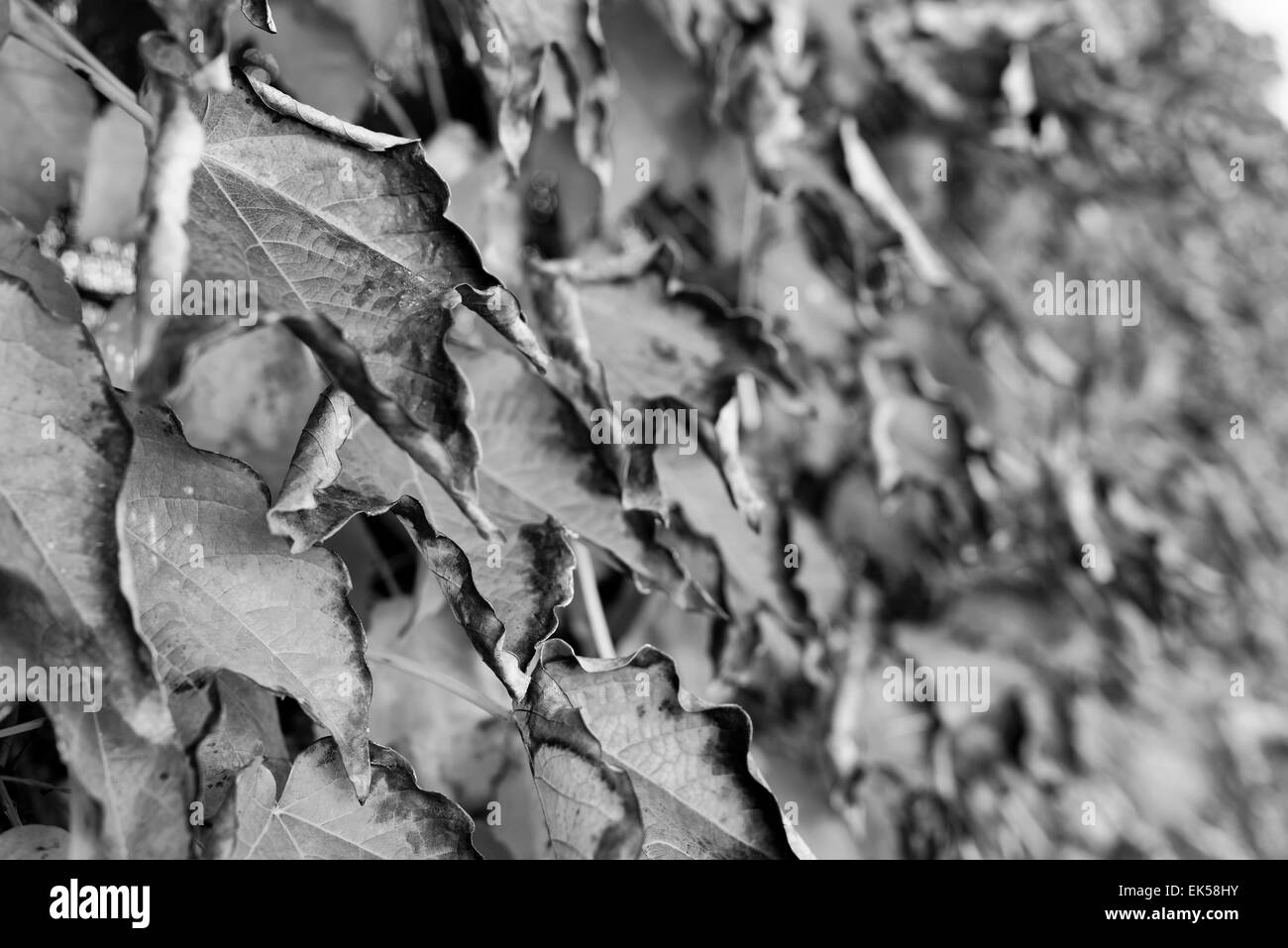 Grape green leaves in Black and White Stock Photos & Images - Alamy