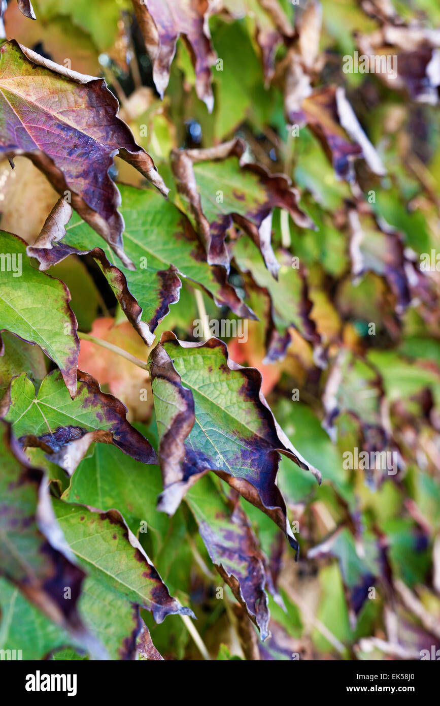 Fox grape plants hi-res stock photography and images - Alamy