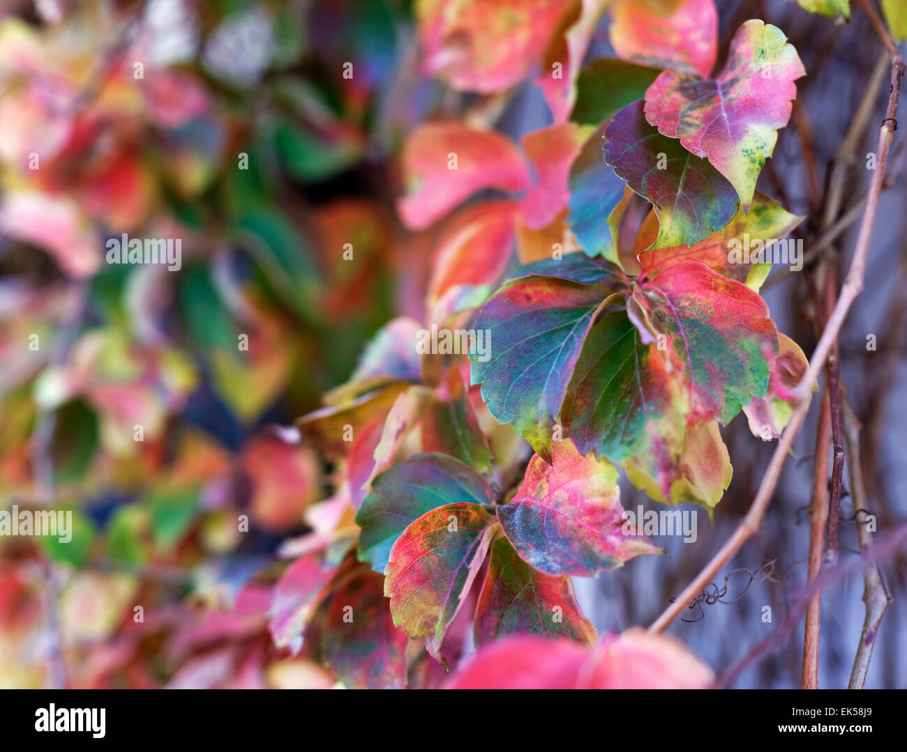 Fox grape plants hi-res stock photography and images - Alamy