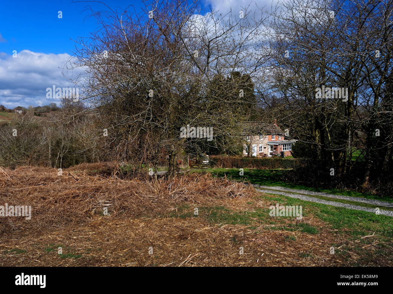 Bringsty Common is accessible land near Bromyard, Herefordshire, UK ...