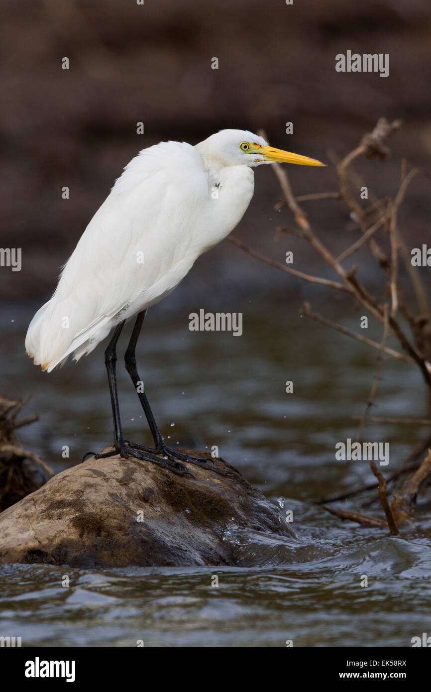 Intermediate Egrets Stock Photos & Intermediate Egrets Stock Images - Alamy