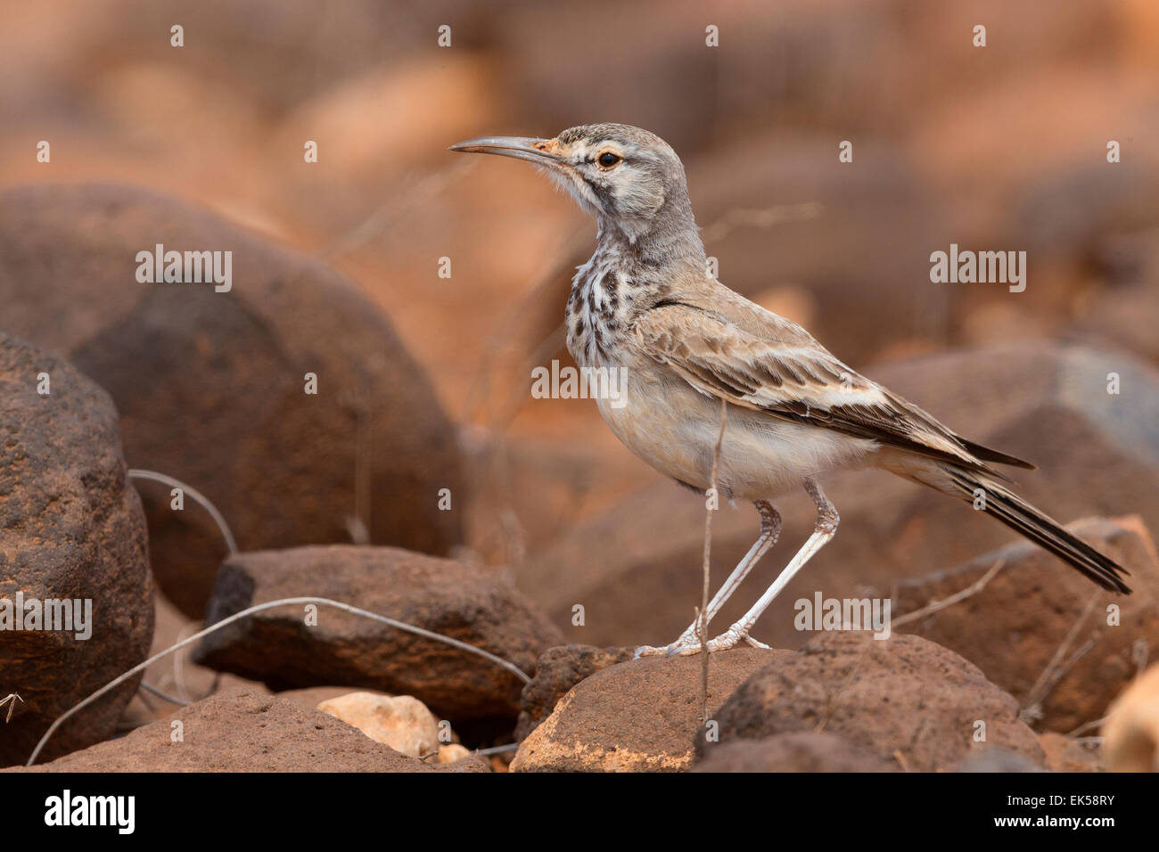 Greater hoopoe-lark (Alaemon alaudipes Stock Photo - Alamy
