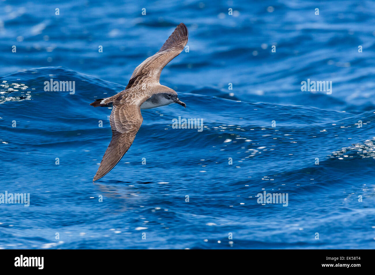 Cape Verde Shearwater (Calonectris edwardsii Stock Photo - Alamy