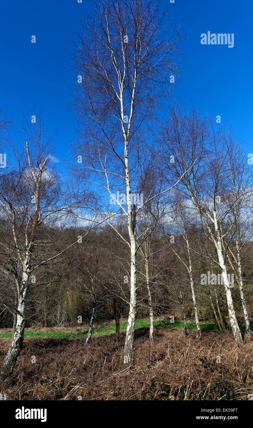Bringsty Common is accessible land near Bromyard, Herefordshire, UK ...