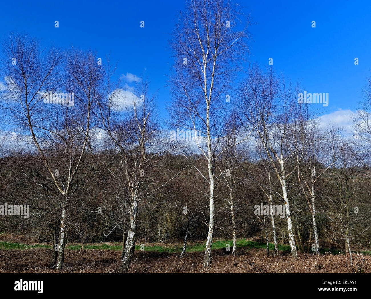 Bringsty Common is accessible land near Bromyard, Herefordshire, UK ...