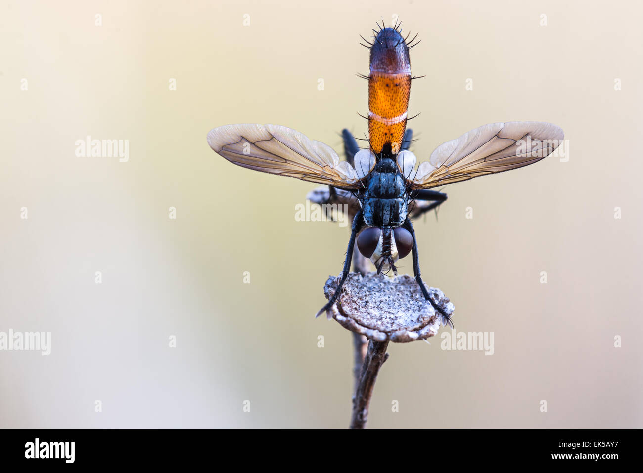 Microscopic image scale hi-res stock photography and images - Alamy