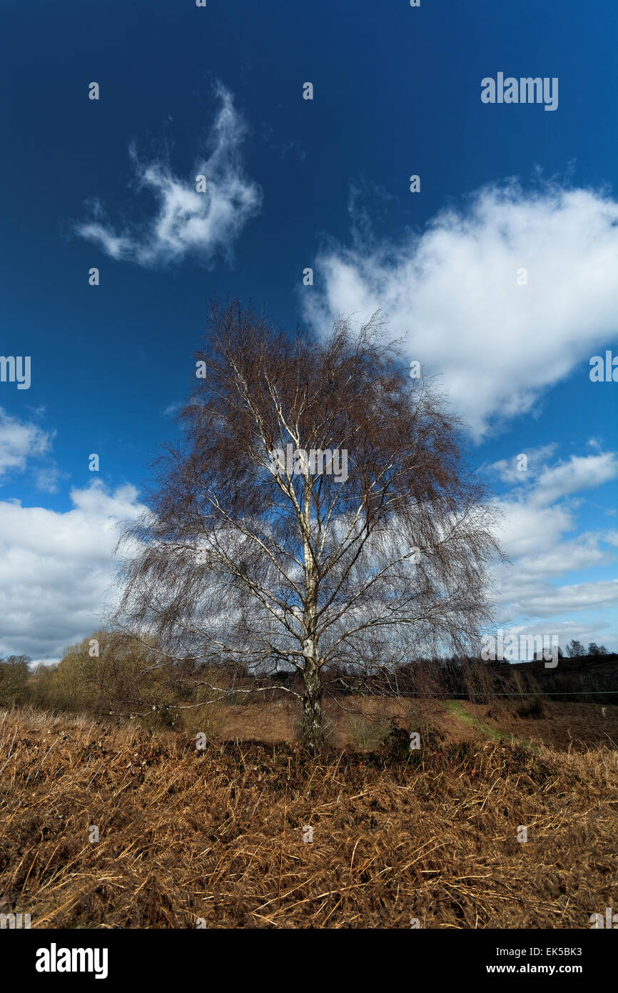 Bringsty Common is accessible land near Bromyard, Herefordshire, UK ...