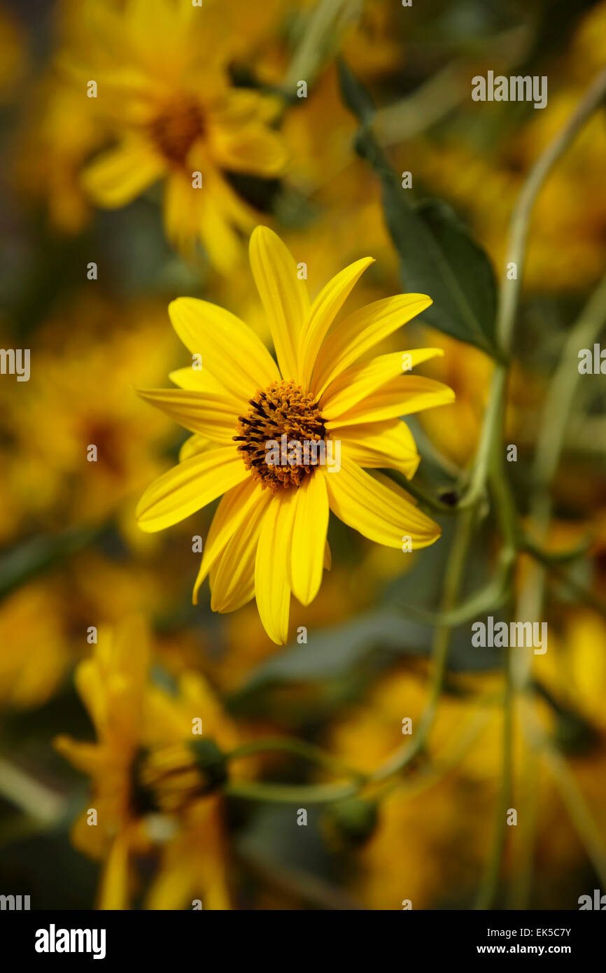 Italy, countryside, topinambur flowers (HELIANTHUS TUBEROSUS Stock ...