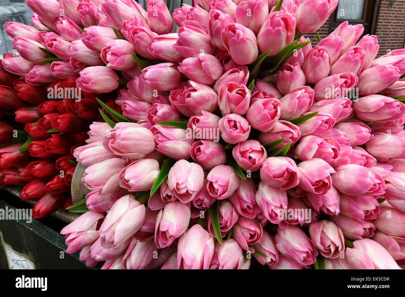 Holland, Volendam village (Amsterdam), fake tulips for sale Stock Photo ...