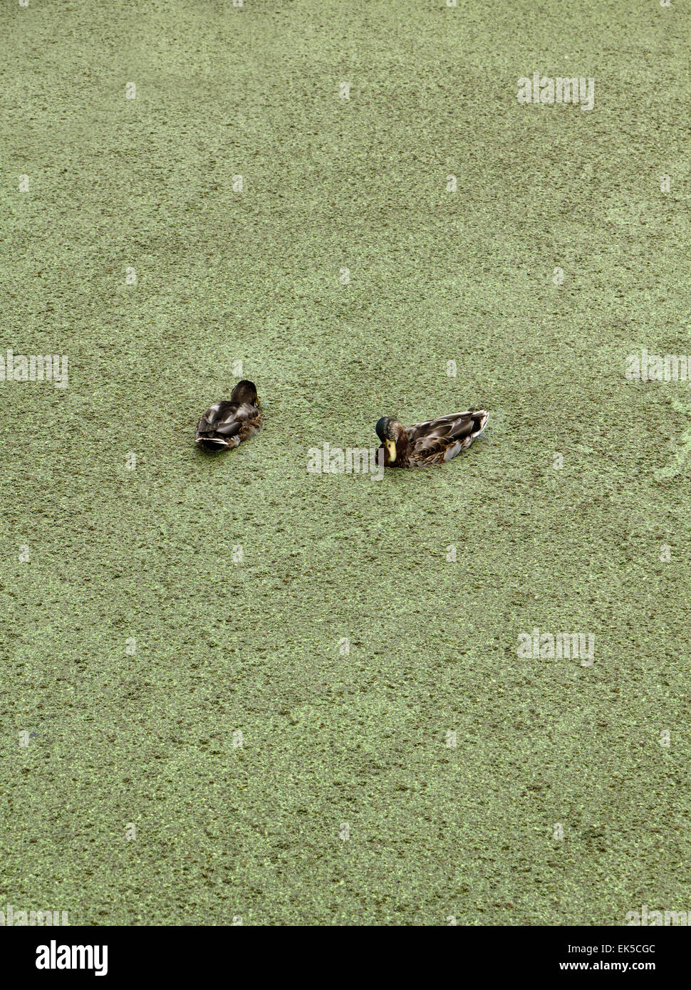 Holland, Volendam (Amsterdam), ducks in a water canal Stock Photo - Alamy
