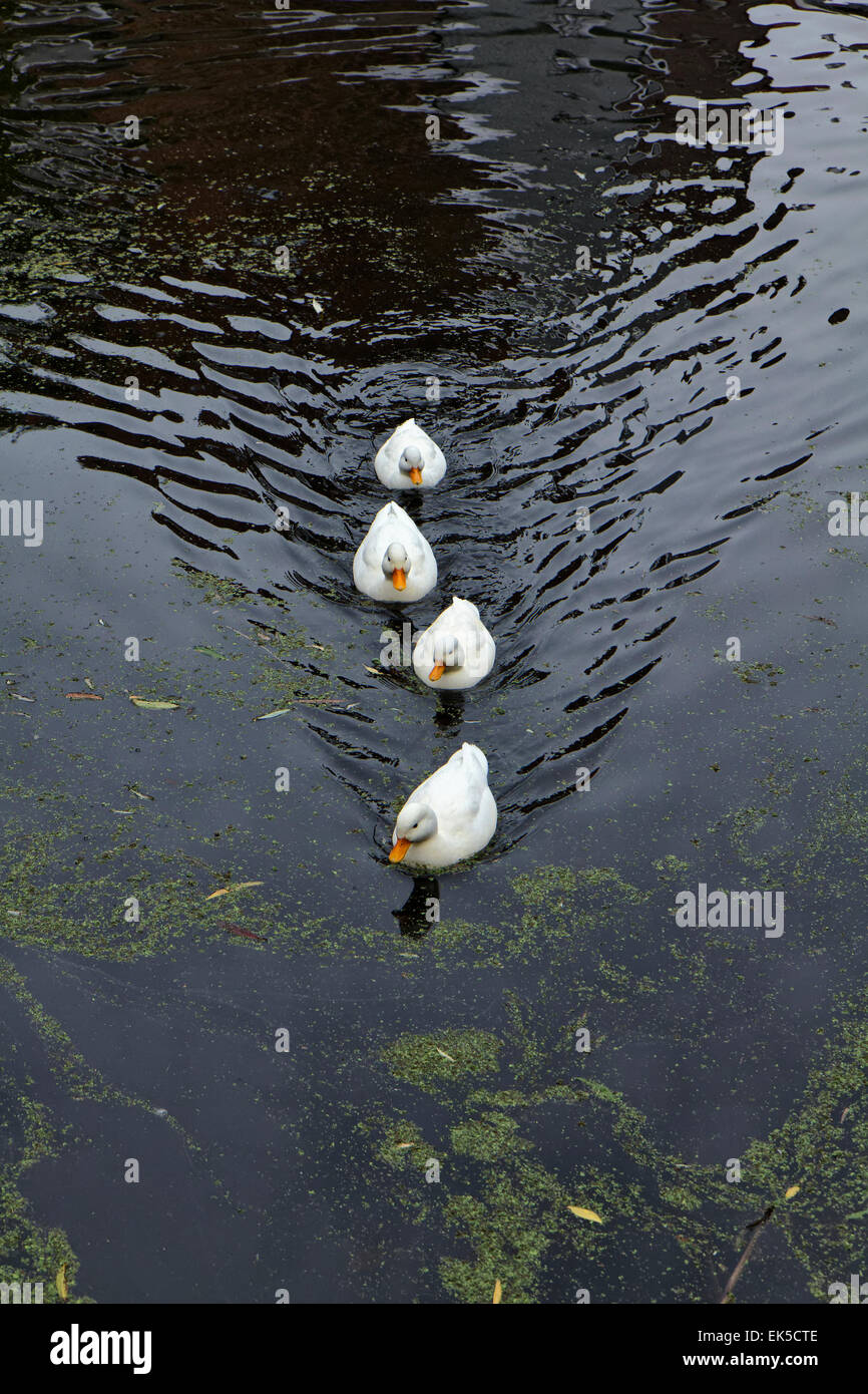 Holland, Volendam (Amsterdam), ducks in a water canal Stock Photo - Alamy