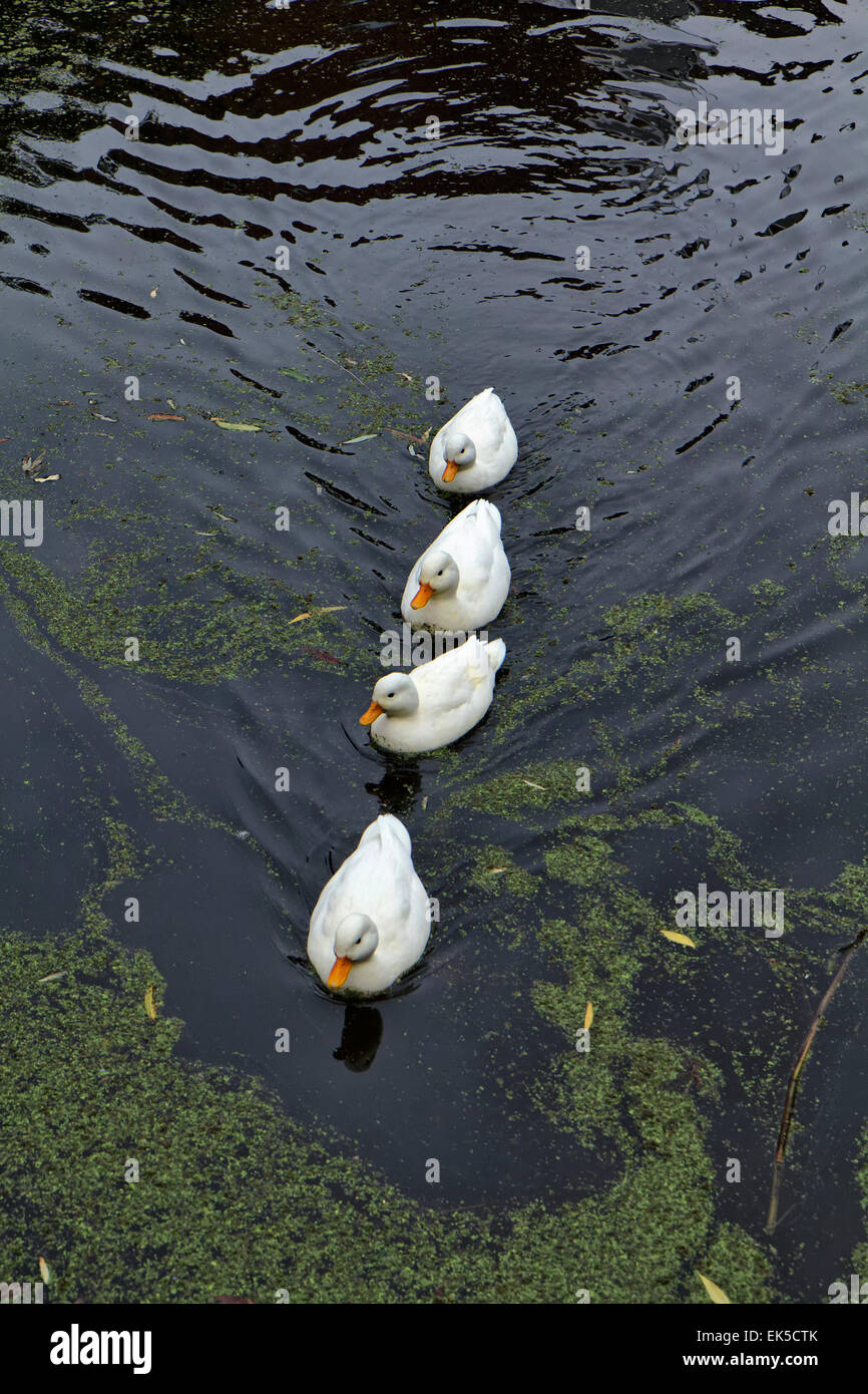 Holland, Volendam (Amsterdam), ducks in a water canal Stock Photo - Alamy