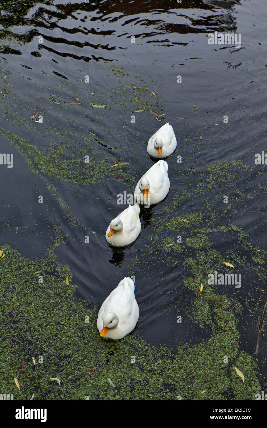 Holland, Volendam (Amsterdam), ducks in a water canal Stock Photo - Alamy