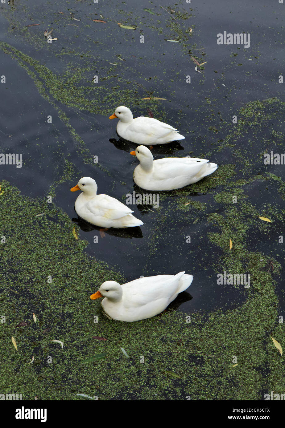 Holland, Volendam (Amsterdam), ducks in a water canal Stock Photo - Alamy