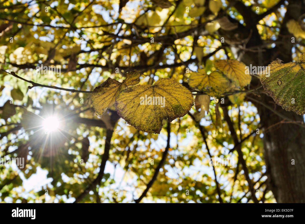 Italy, Lazio, Manziana, countryside, linden tree leaves in autumn Stock ...