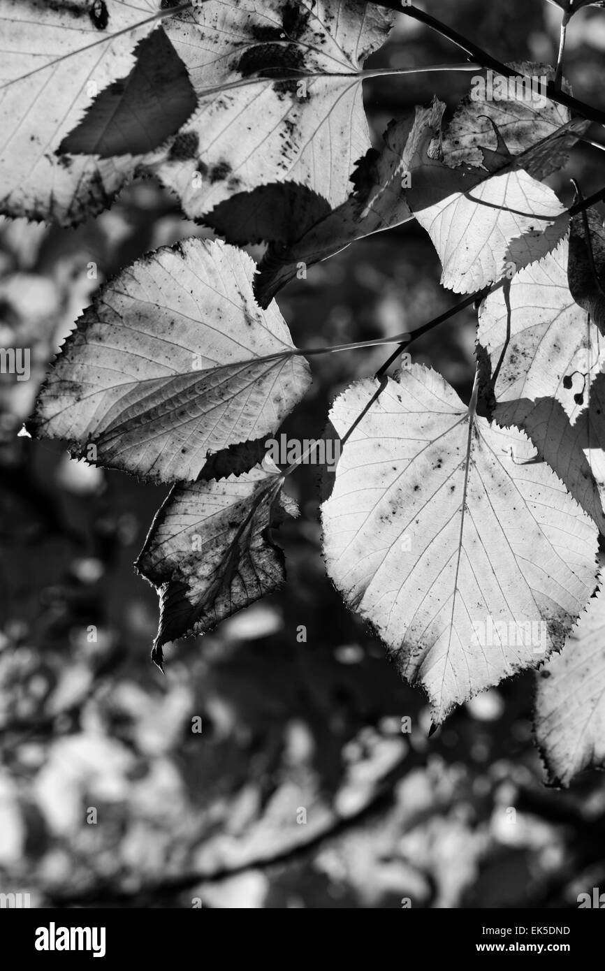 Linden tree with yellow leaves Black and White Stock Photos & Images ...