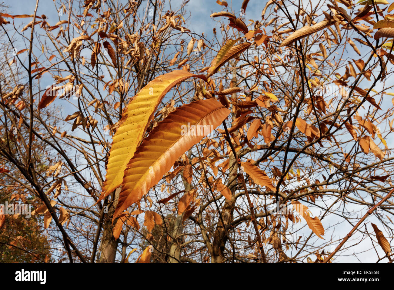 Italy, countryside, autumn, chestnut tree Stock Photo - Alamy
