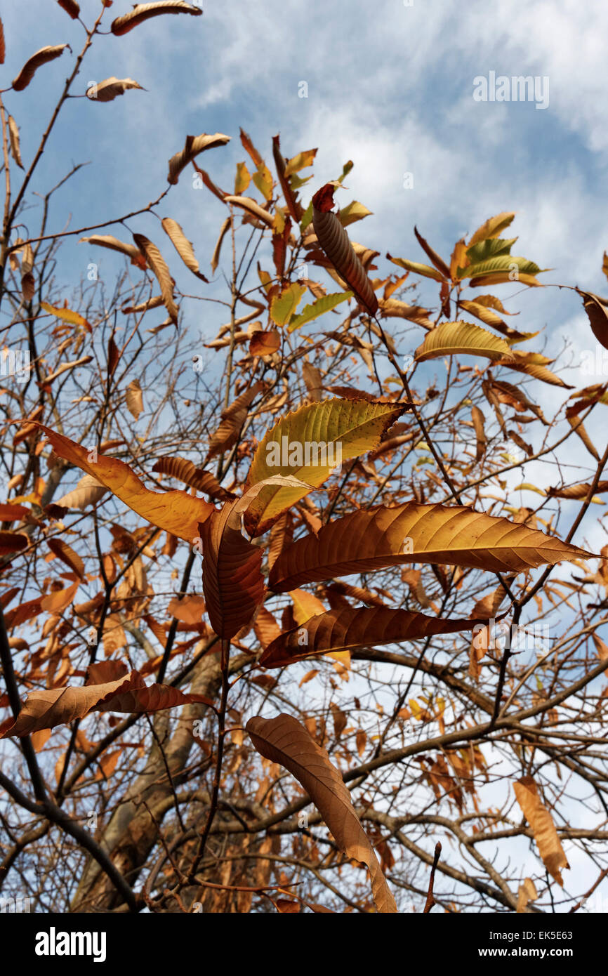 Italy, countryside, autumn, chestnut tree Stock Photo - Alamy