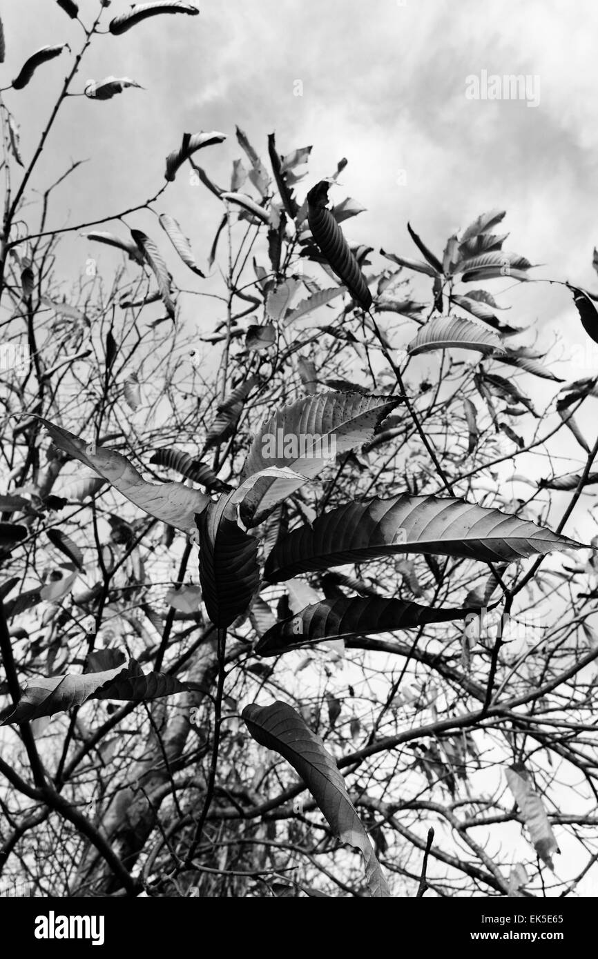 Italy, countryside, autumn, chestnut tree Stock Photo - Alamy
