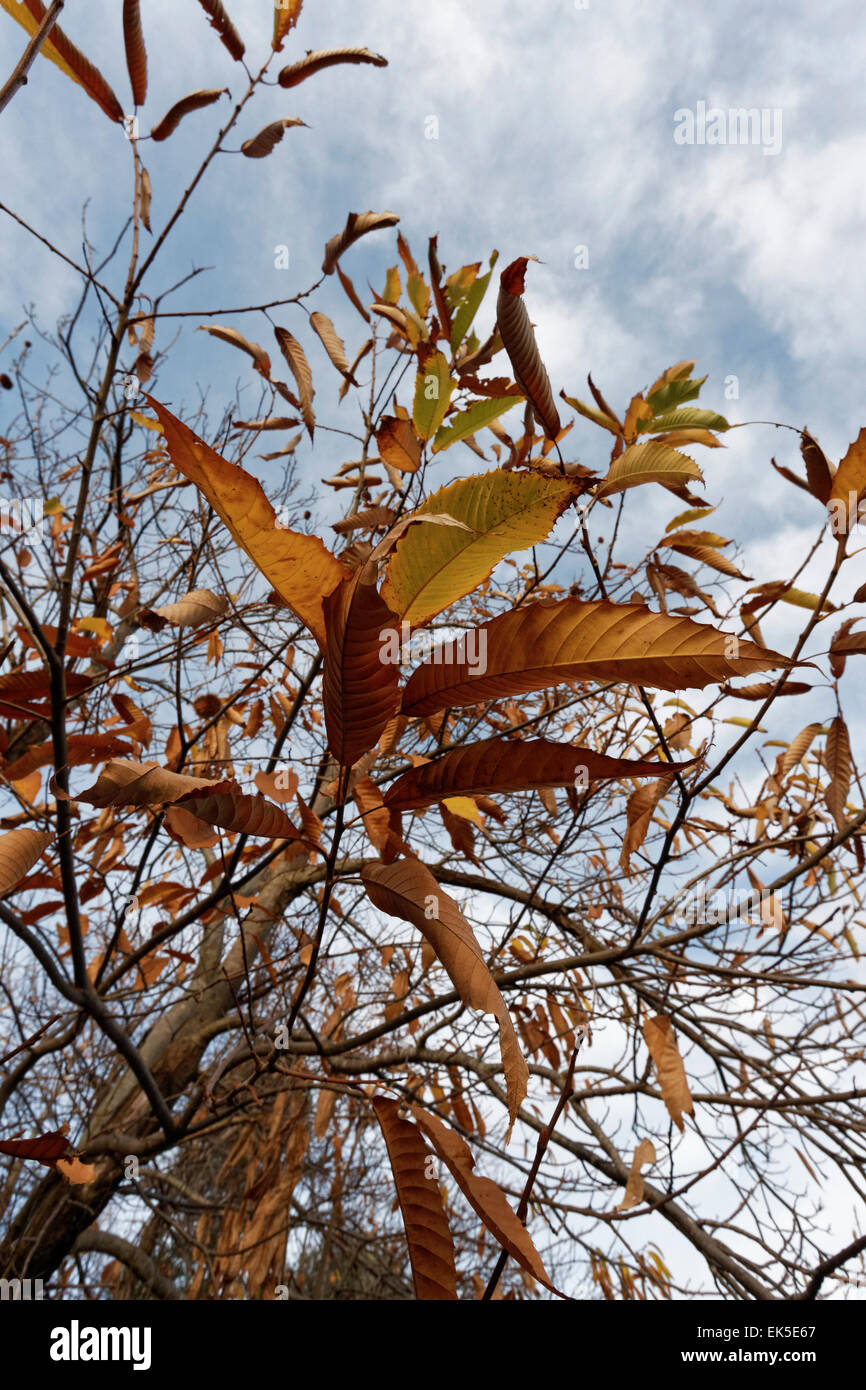 Italy, countryside, autumn, chestnut tree Stock Photo - Alamy