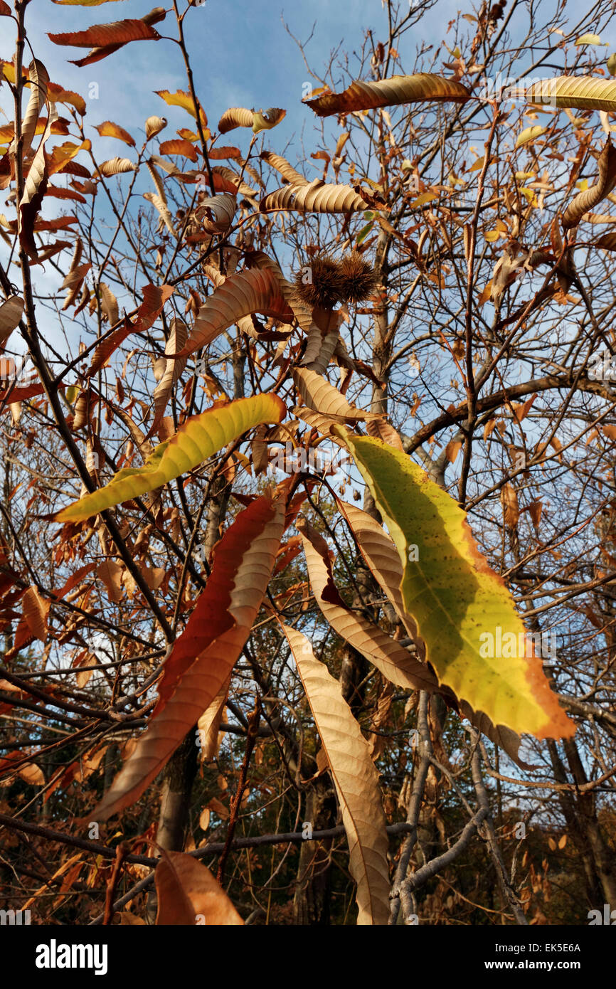 Italy, countryside, autumn, chestnut tree Stock Photo - Alamy