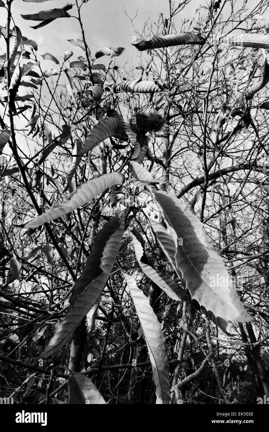 Italy, countryside, autumn, chestnut tree Stock Photo - Alamy
