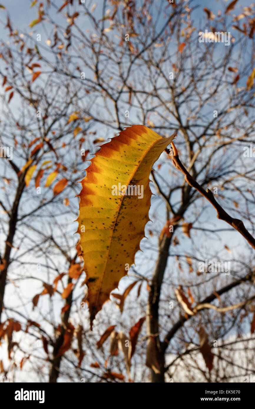 Italy, countryside, autumn, chestnut tree Stock Photo - Alamy