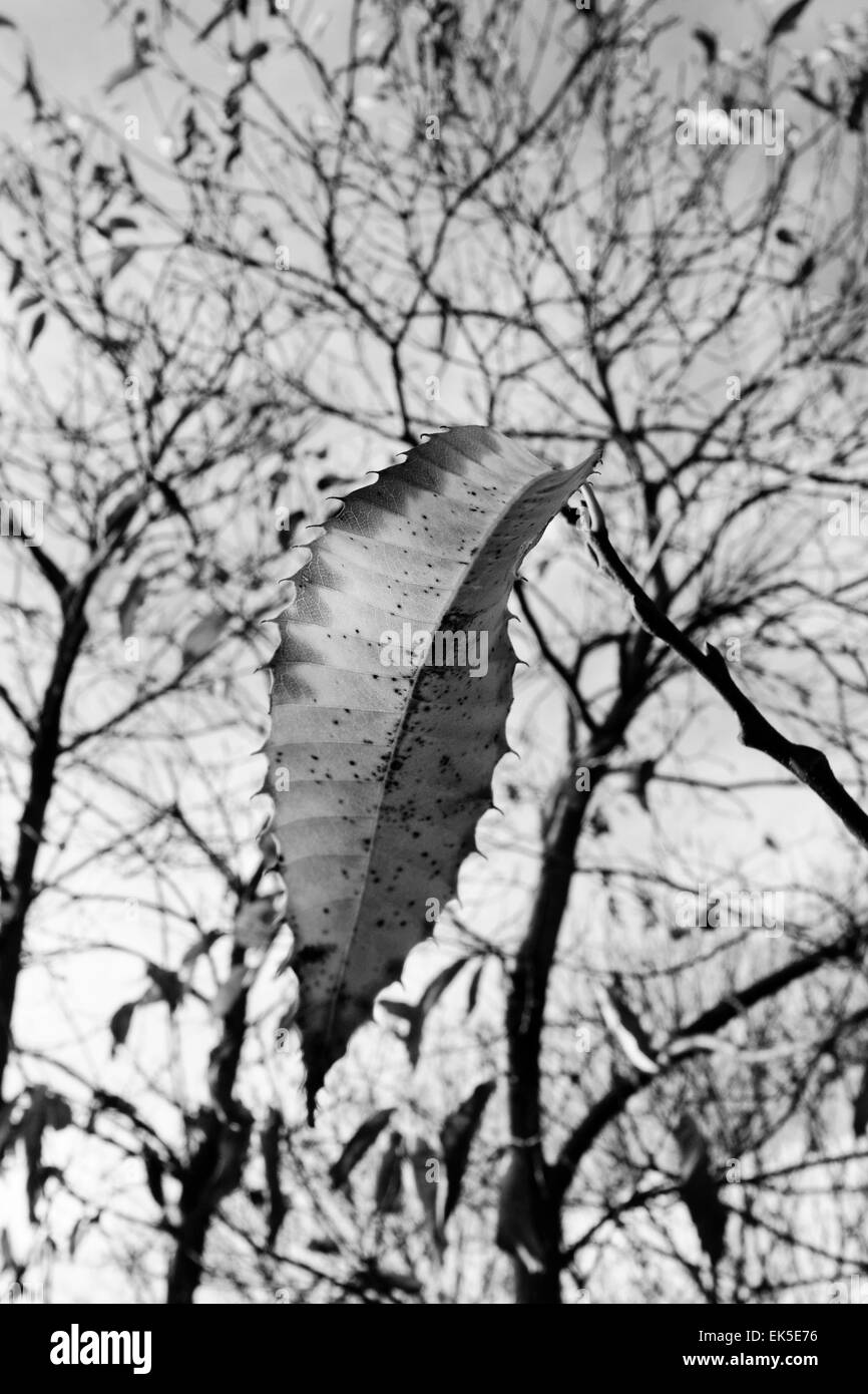 Italy, countryside, autumn, chestnut tree Stock Photo - Alamy