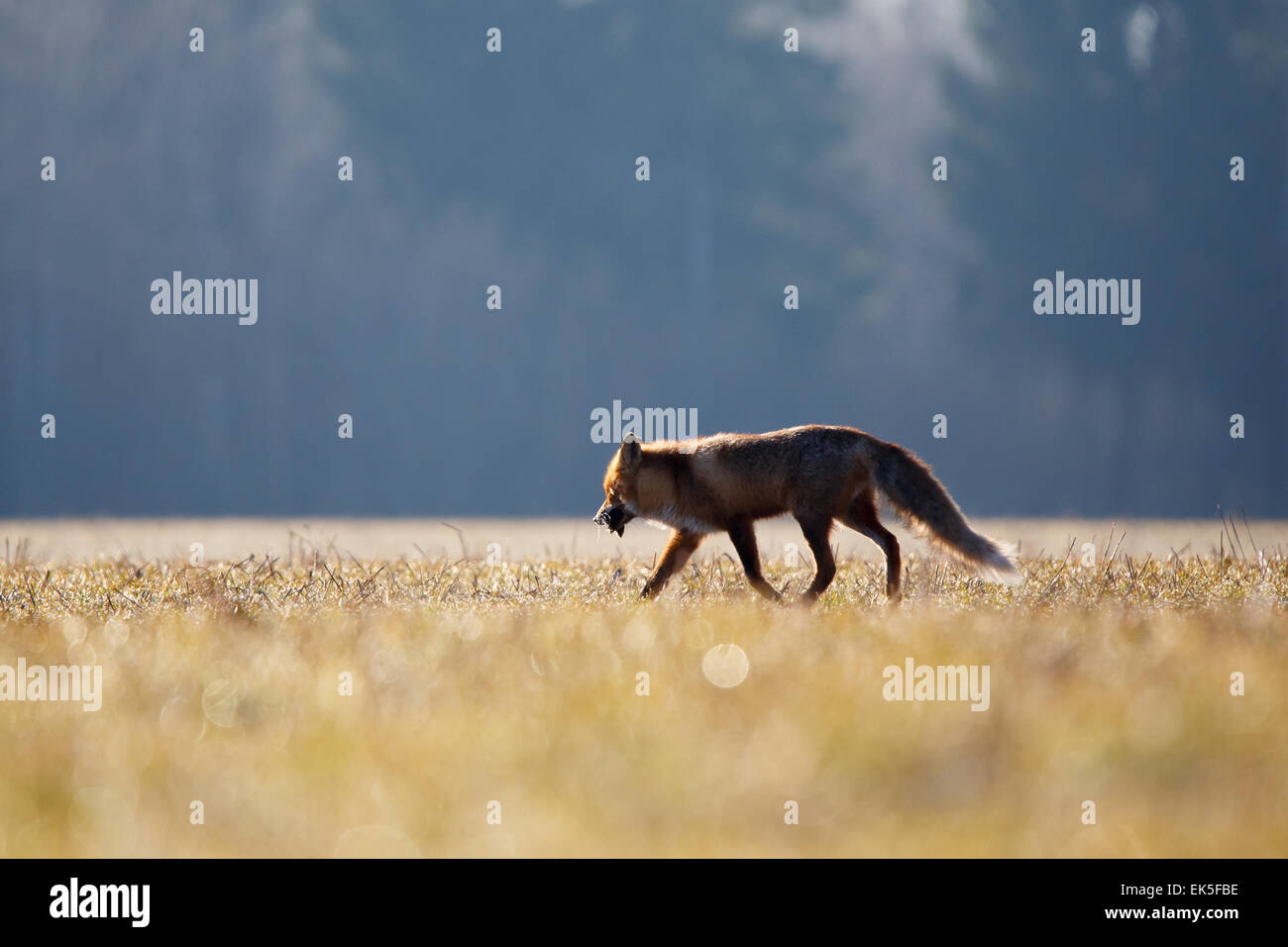 Red fox with prey (mole Stock Photo - Alamy