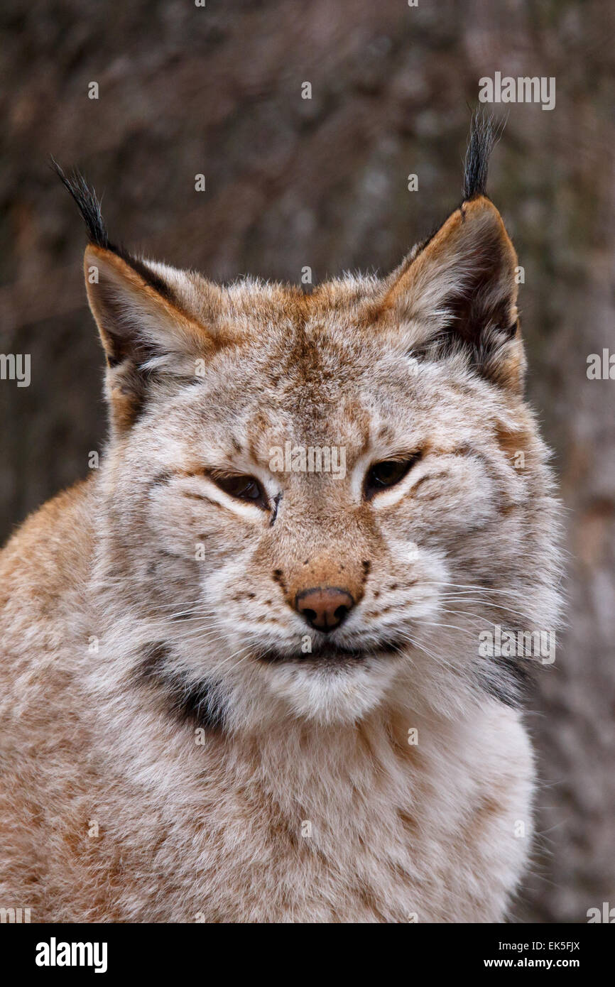 Close-up portrait of an Eurasian Lynx Stock Photo - Alamy