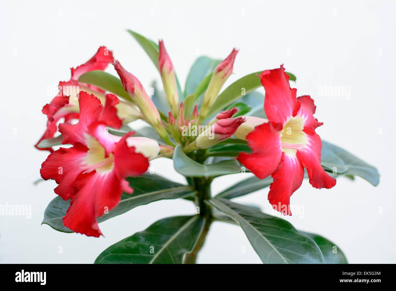 Desert rose art hi-res stock photography and images - Alamy