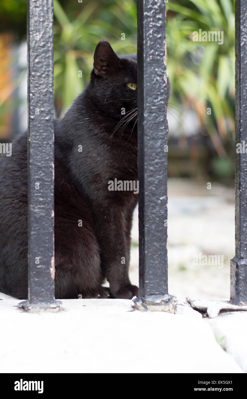 Black cat behind a fence Stock Photo - Alamy