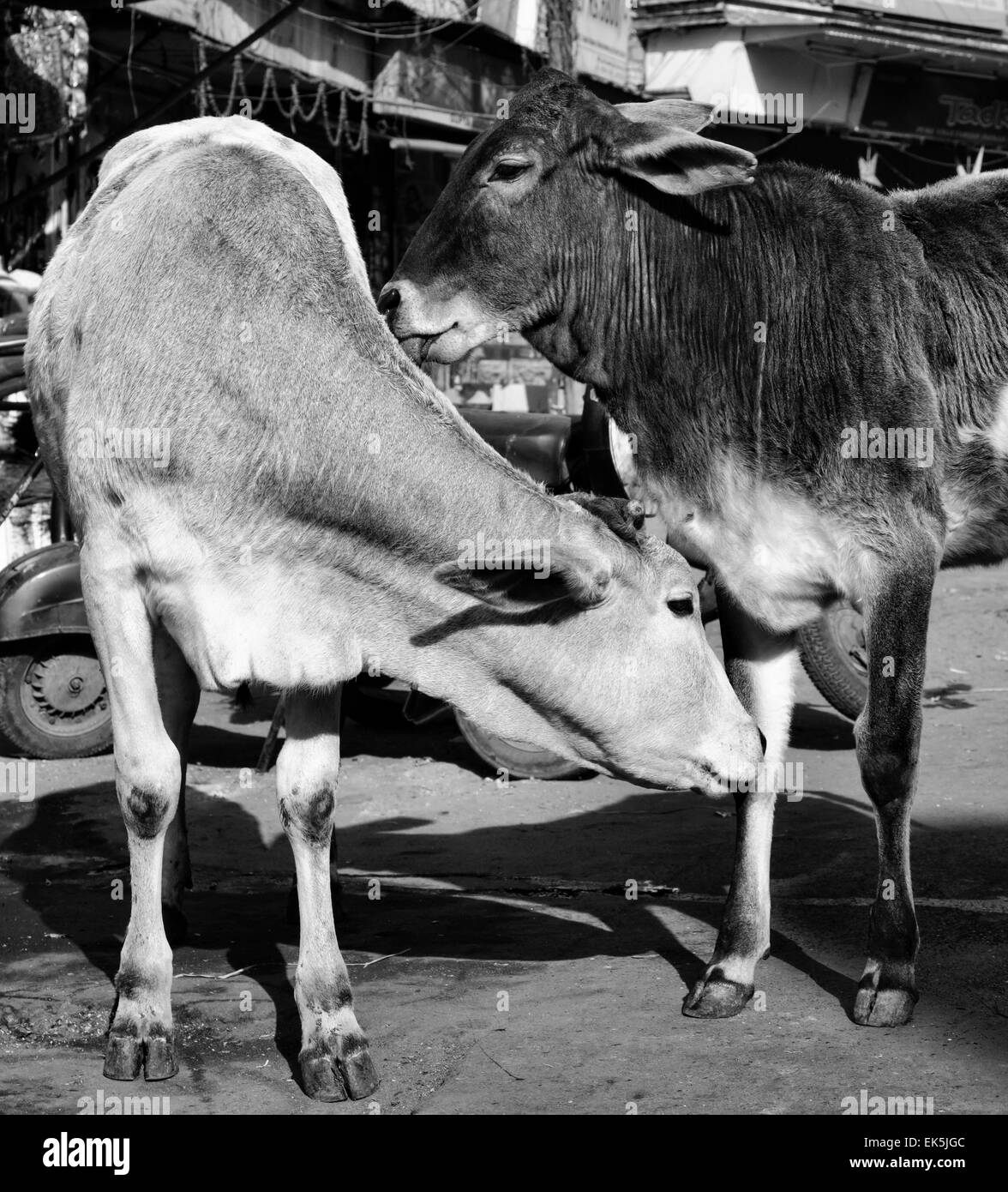 India, Delhi, sacred cows in a local market Stock Photo - Alamy