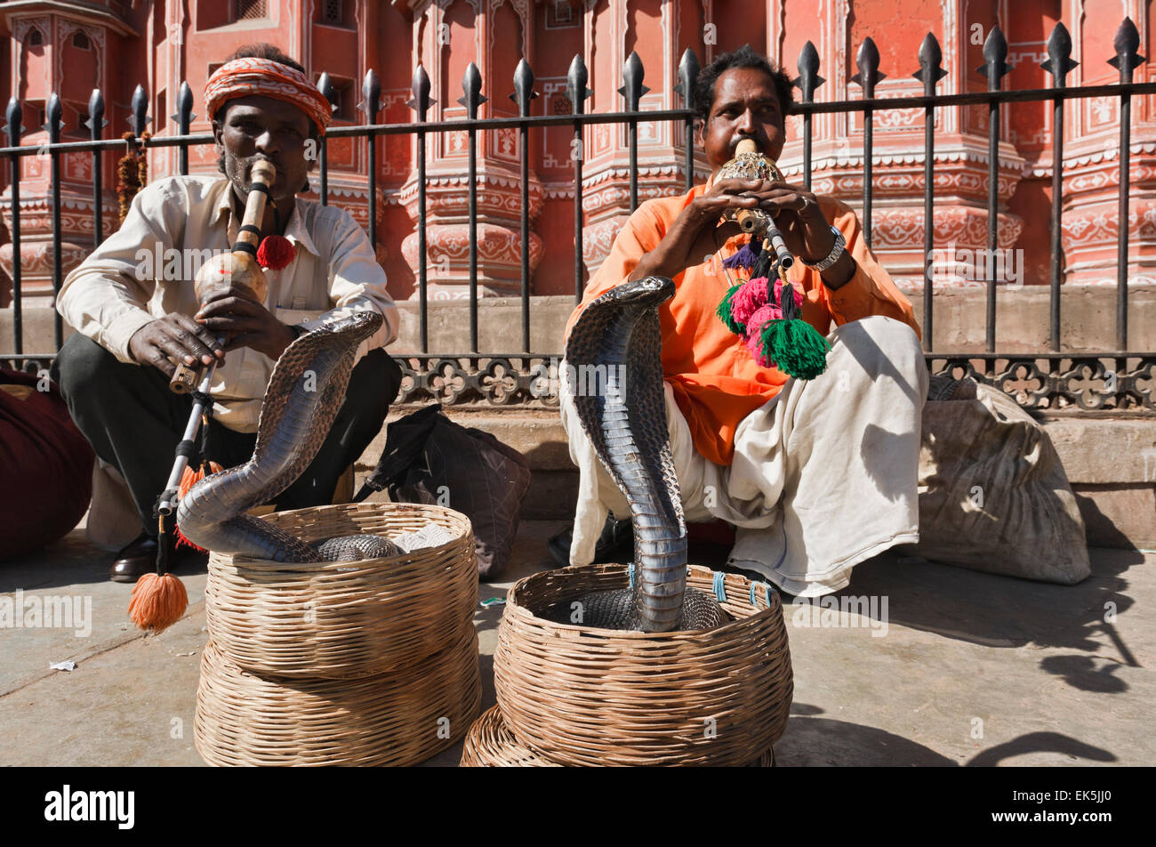 India. Rajasthan, Jaipur, snake charmers make two king cobras ...