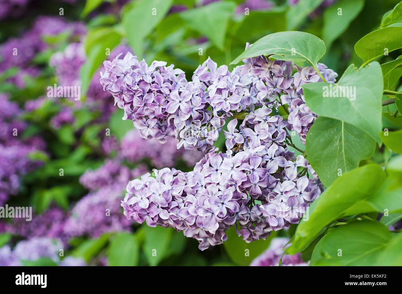 Spring lilac flowers Stock Photo - Alamy