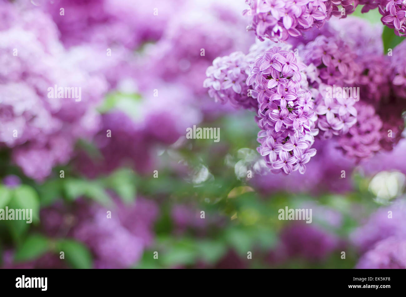 Spring lilac flowers Stock Photo - Alamy