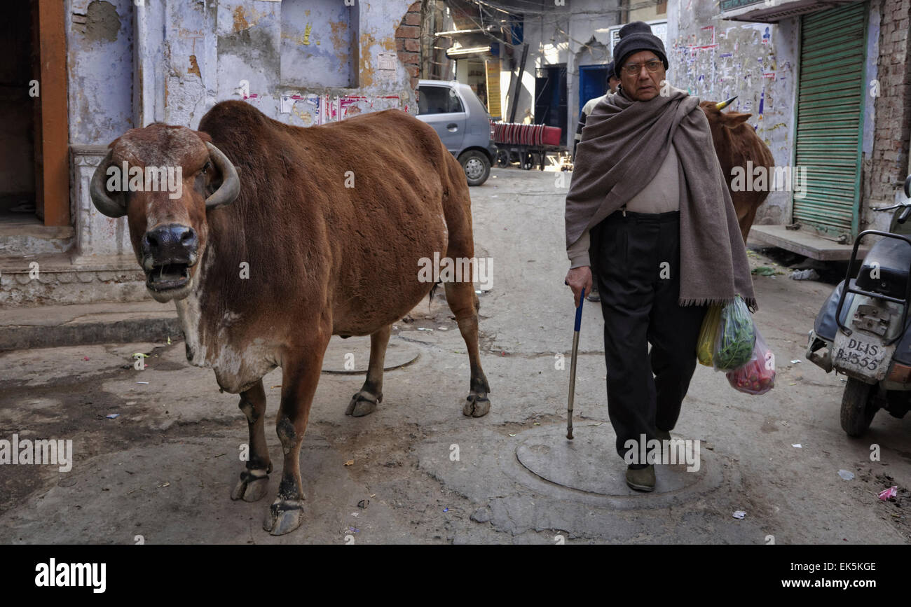 India, Delhi, indian man and a sacred cow Stock Photo - Alamy