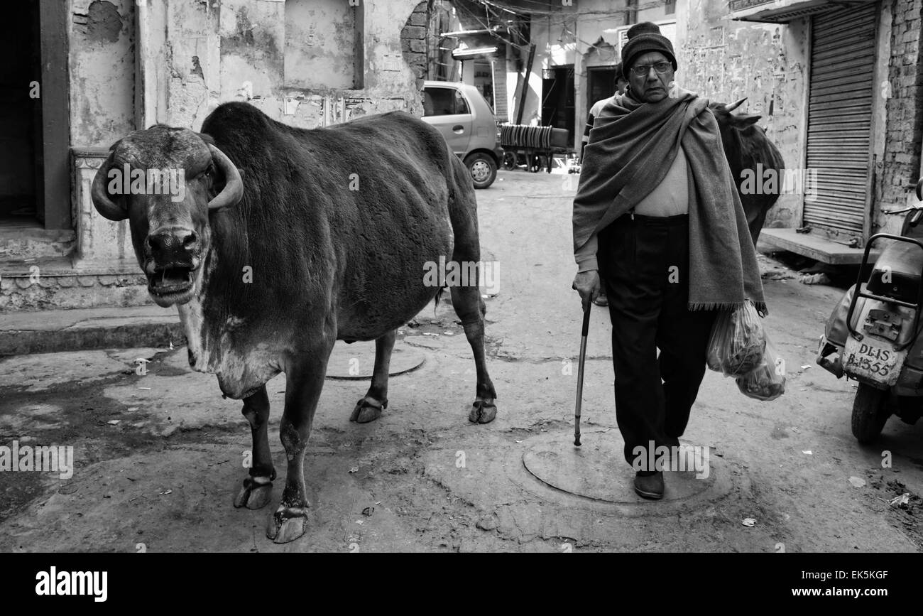 Sacred cow Black and White Stock Photos & Images - Alamy