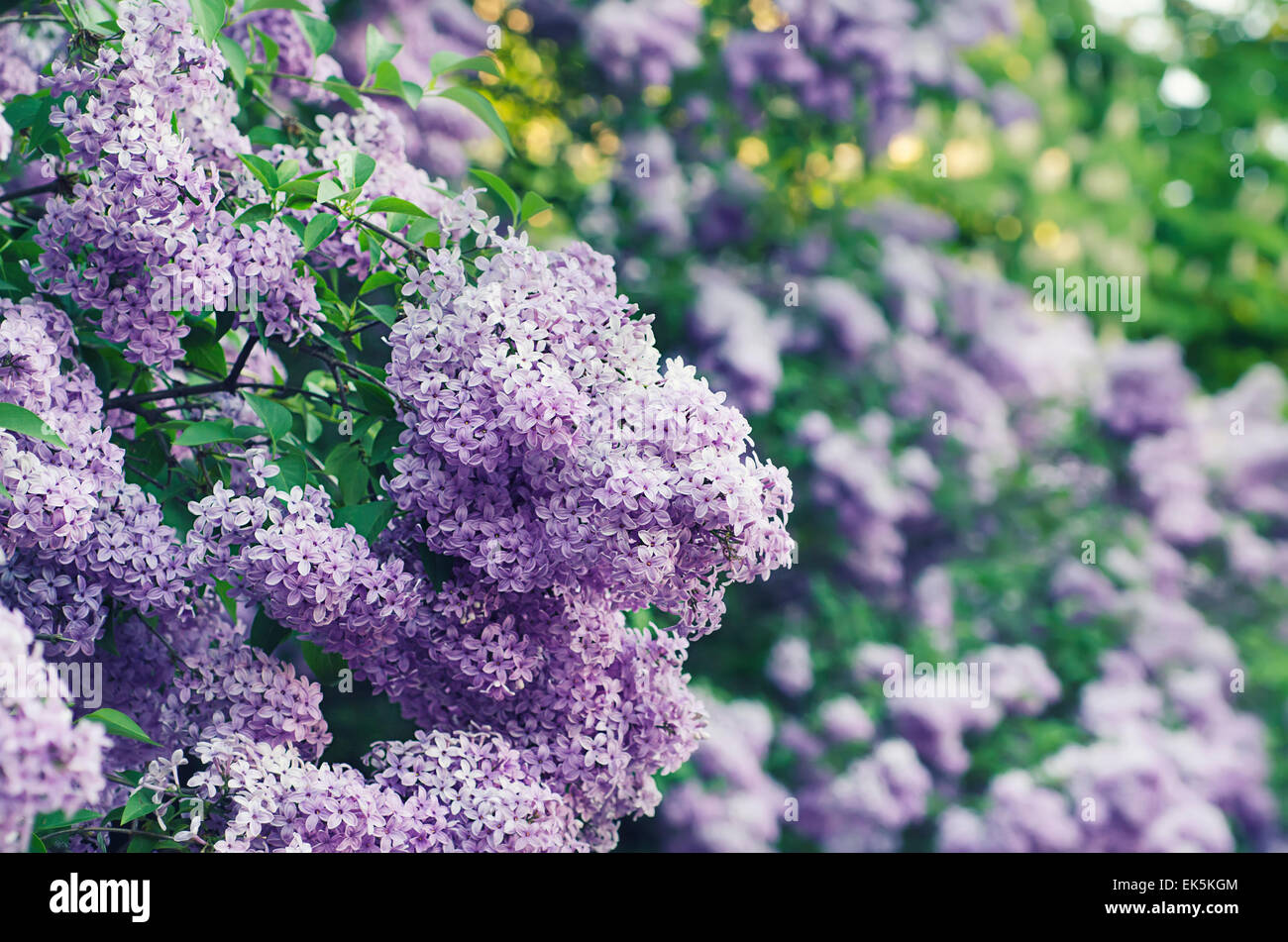 Spring lilac flowers Stock Photo - Alamy