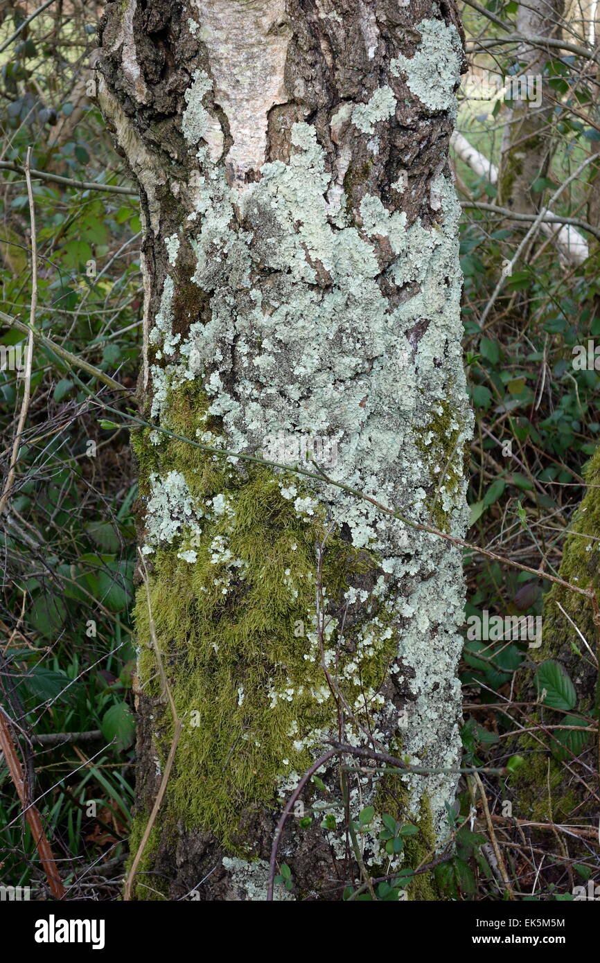 Moss covered silver birch tree hi-res stock photography and images - Alamy
