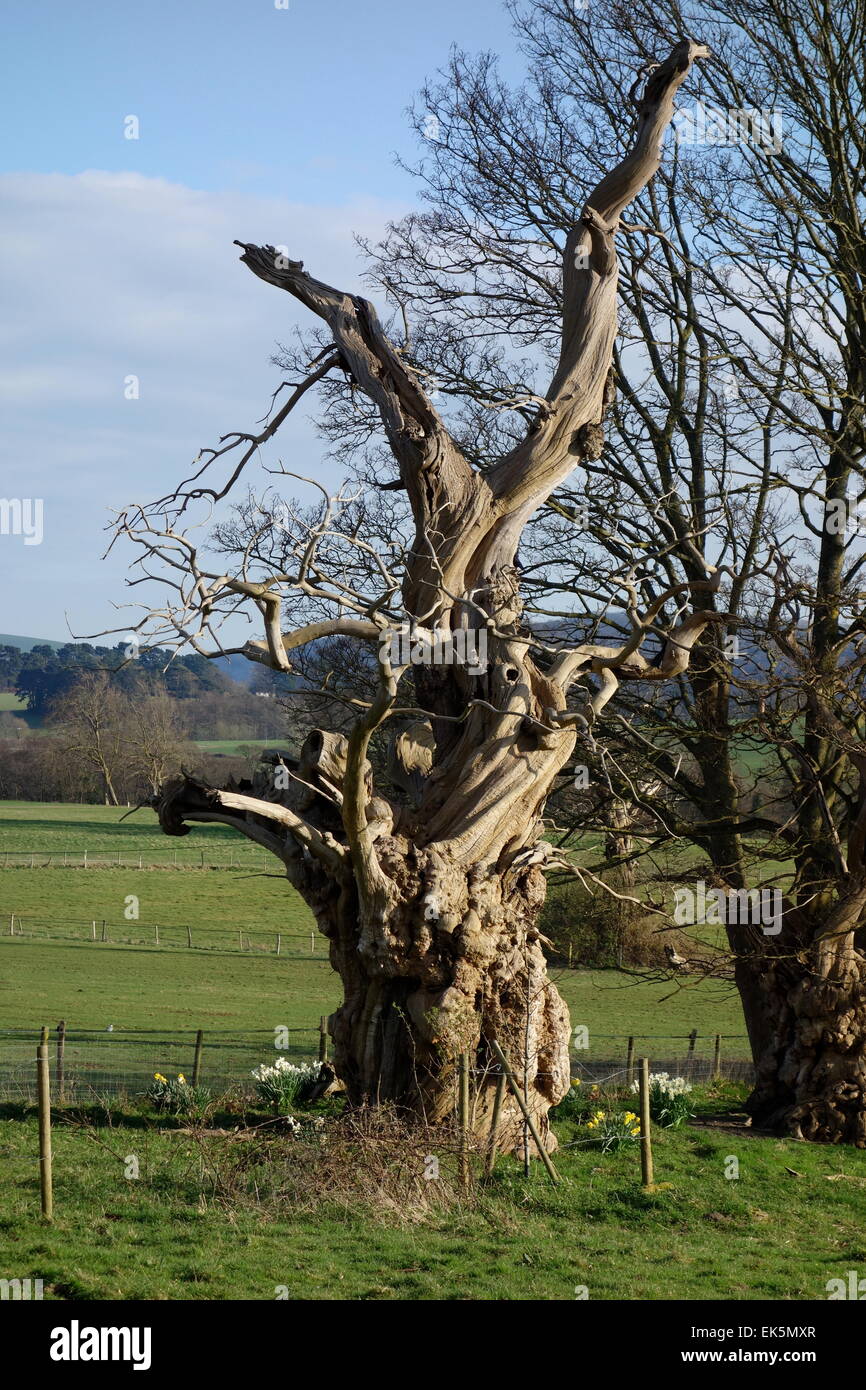 ancient twisted sweet chestnut trunk, now dead. west Sussex Stock Photo ...