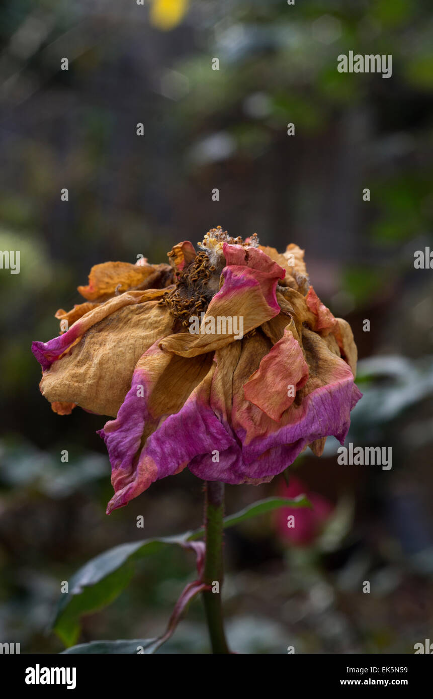 Dead rose decaying with beautiful colours Stock Photo - Alamy