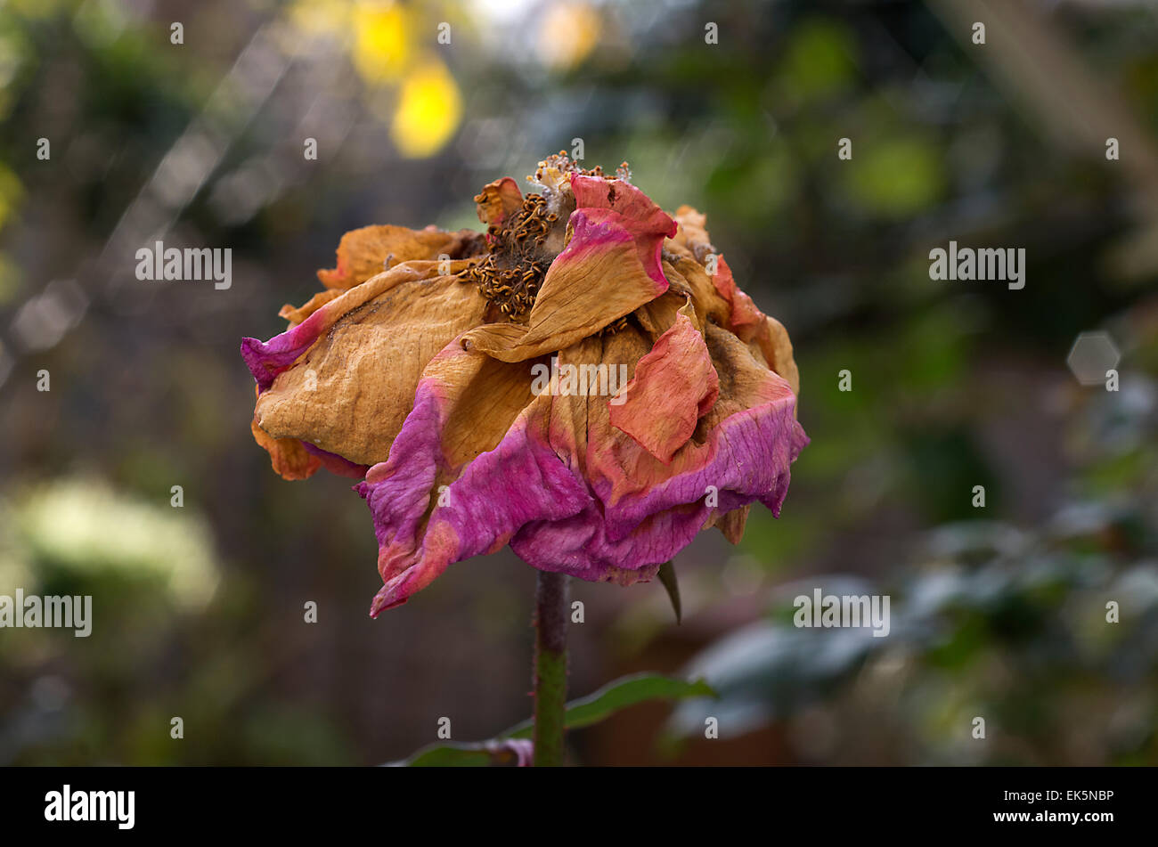 Dead rose decaying with beautiful colours Stock Photo - Alamy