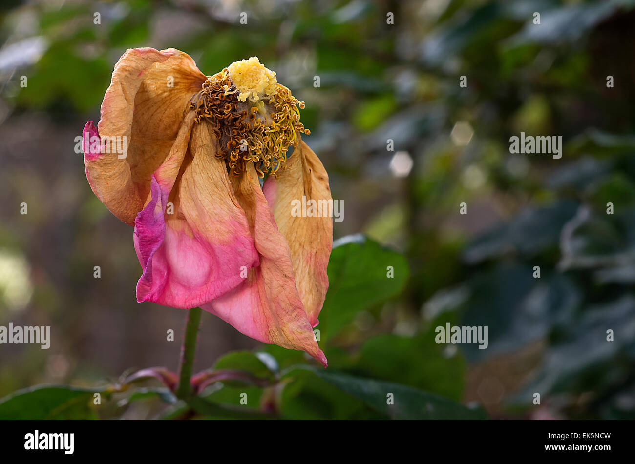 Dead rose decaying with beautiful colours Stock Photo - Alamy
