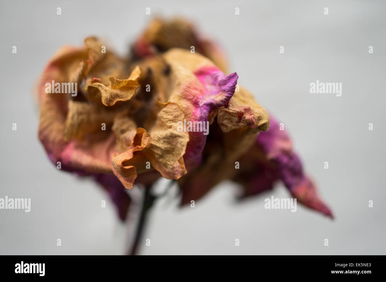 Dead rose decaying with beautiful colours Stock Photo - Alamy